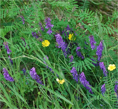 Renee Redman | Immigration Attorney | New Haven, CT